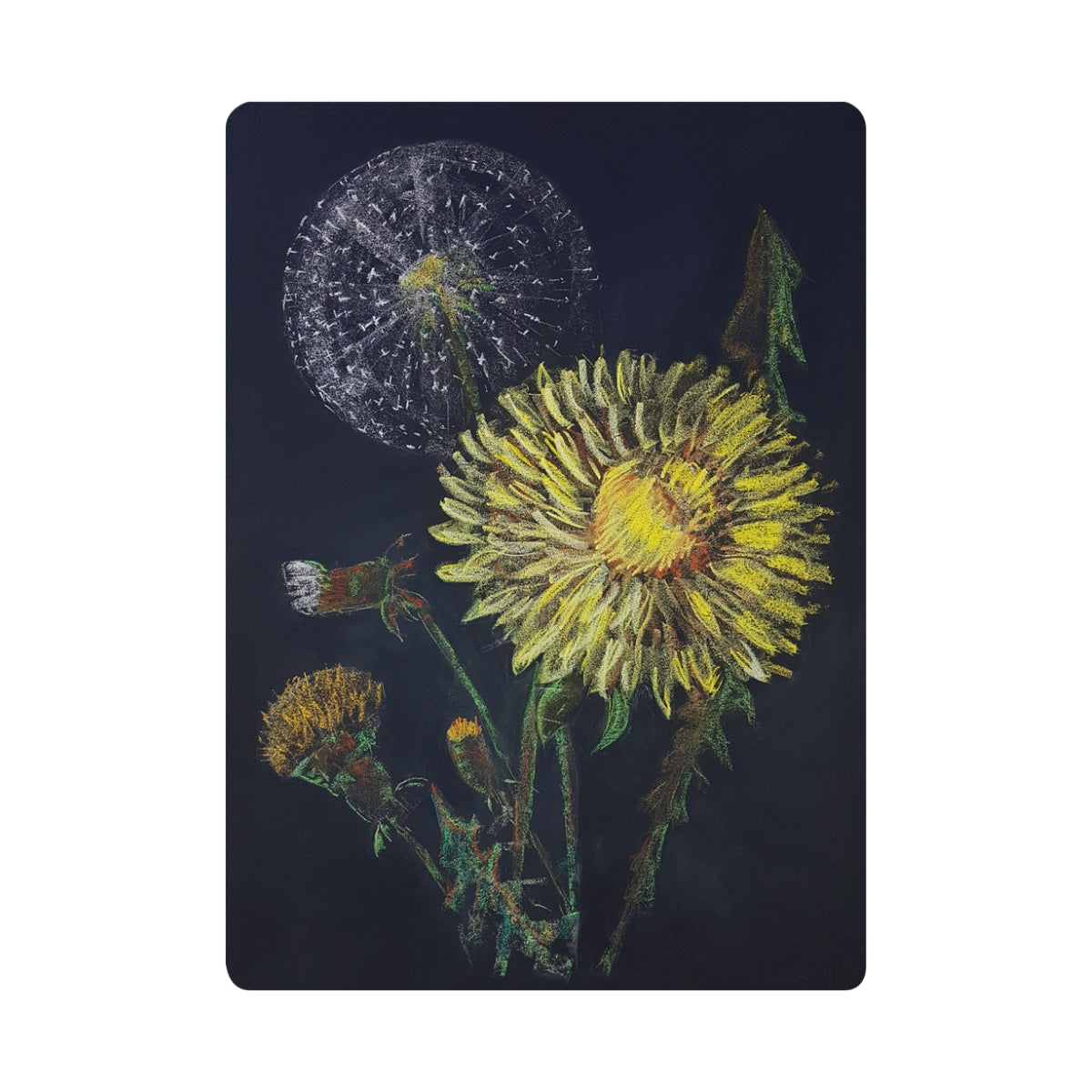 Chalkboard Art Poster - Dandelion from Oskar's Wooden Ark Australia