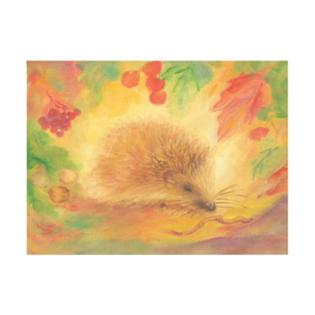 Postcards - Hedgehog, pack of 5 cards — Oskar's Wooden Ark